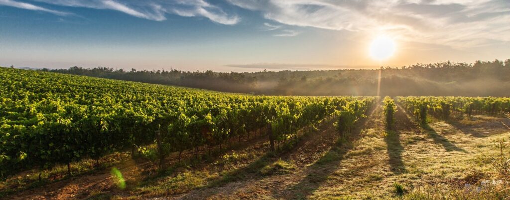 About | MN Wineries Online Directory